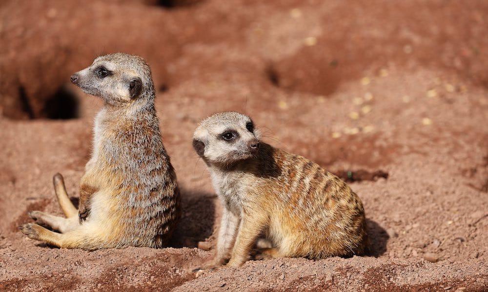 Top 10: Omituisia faktoja eläimistä ja niiden käytöksestä
