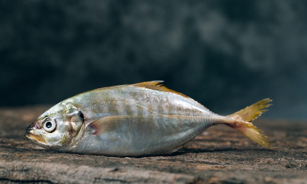10 elävää olentoa, jotka ovat löytyneet ihmisen sisältä