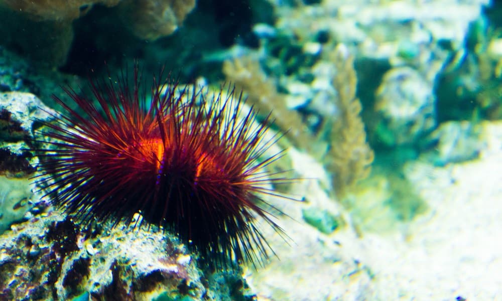 10 maailman vanhimmaksi elävää eläintä