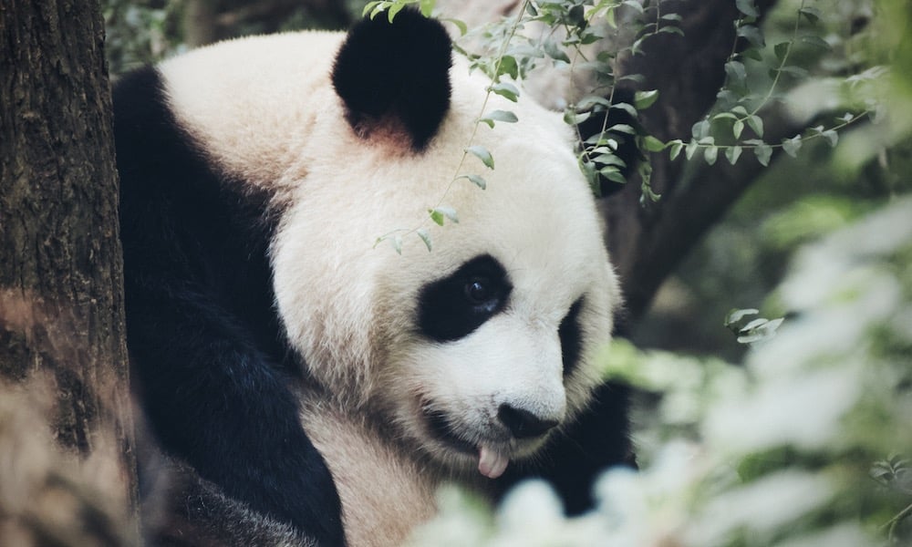 10 muka viatonta eläintä, jotka ovat hengenvaarallisia
