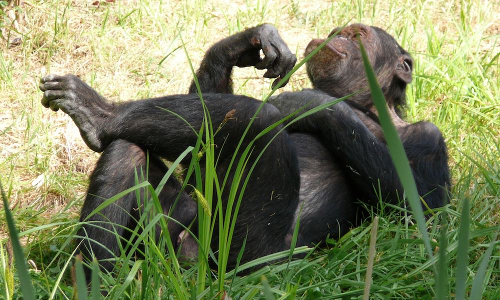 10 muka viatonta eläintä, jotka ovat hengenvaarallisia