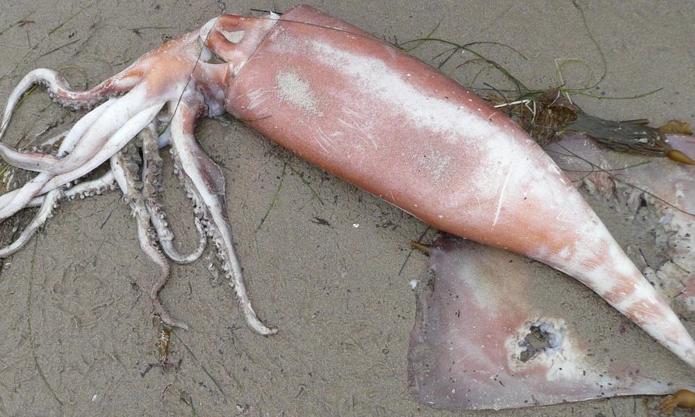 Kamala luonto - eläinten mysteeriset joukkokuolemat