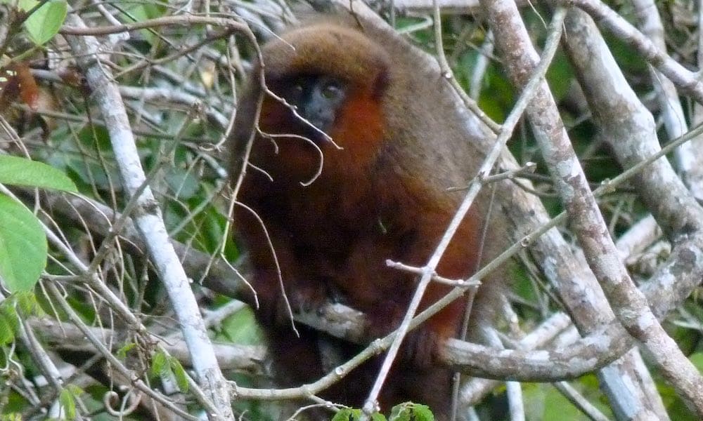 Tieteelliset nimet: 10 erikoista ja huvittavaa alkuperää