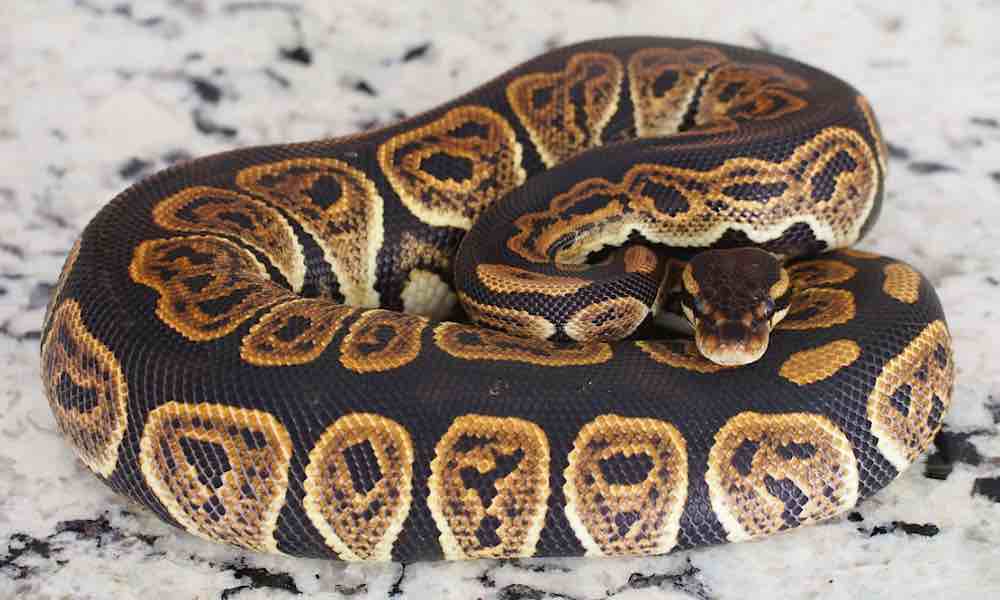 10 eriskummallista ja epäonnistunutta salakuljetusmenetelmää